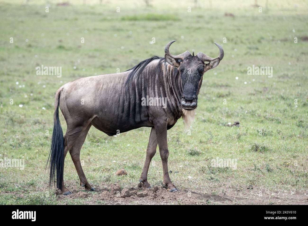 Maasai zebu hi-res stock photography and images - Alamy