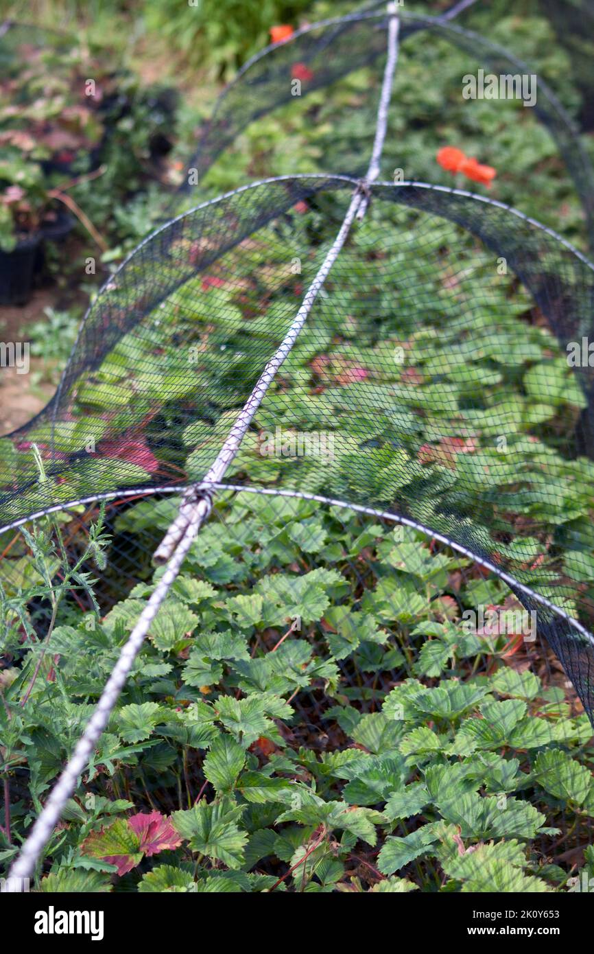 Strawberry Plants ( Fragaria ananassa Stock Photo - Alamy
