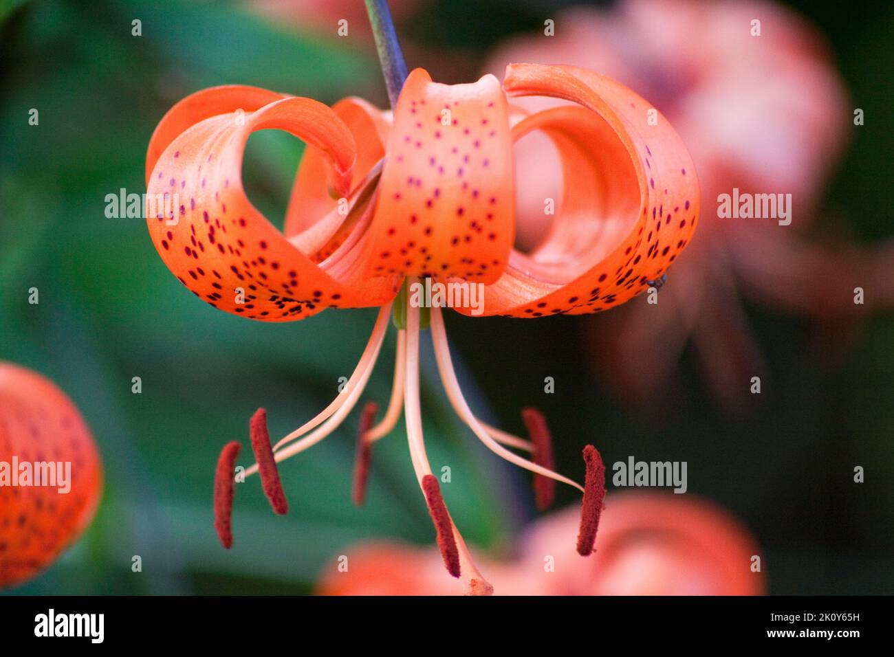 Red Spotted Lily (Lilium lancifolium) in Garden Hook Norton Oxfordshire ...