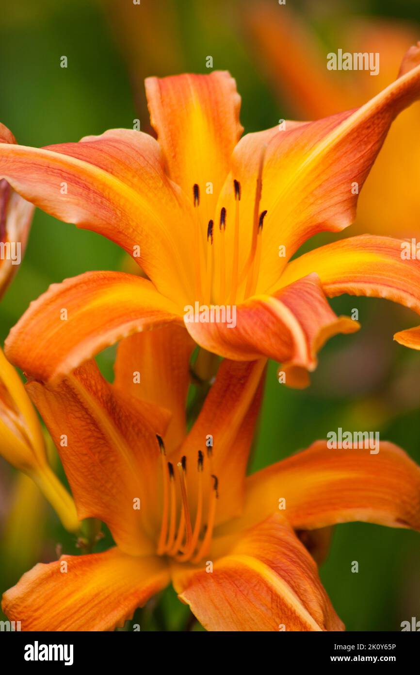 Asiatic Lillies (Lilium) Flower Heads in a Cotswold Garden Hook Norton ...