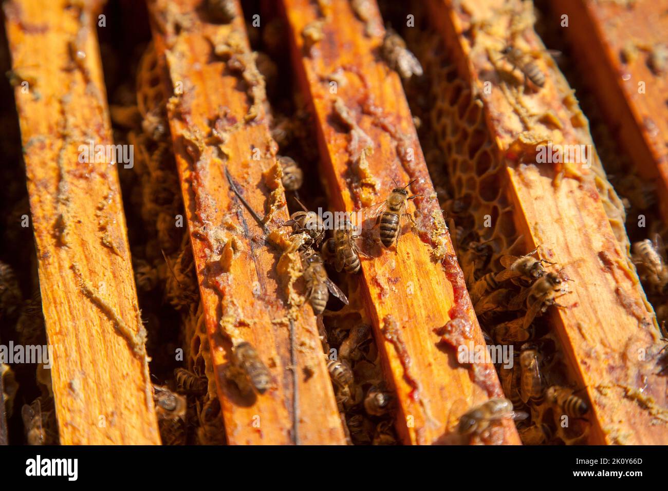 Frames of a beehive. Close up view of the opened hive body showing the ...