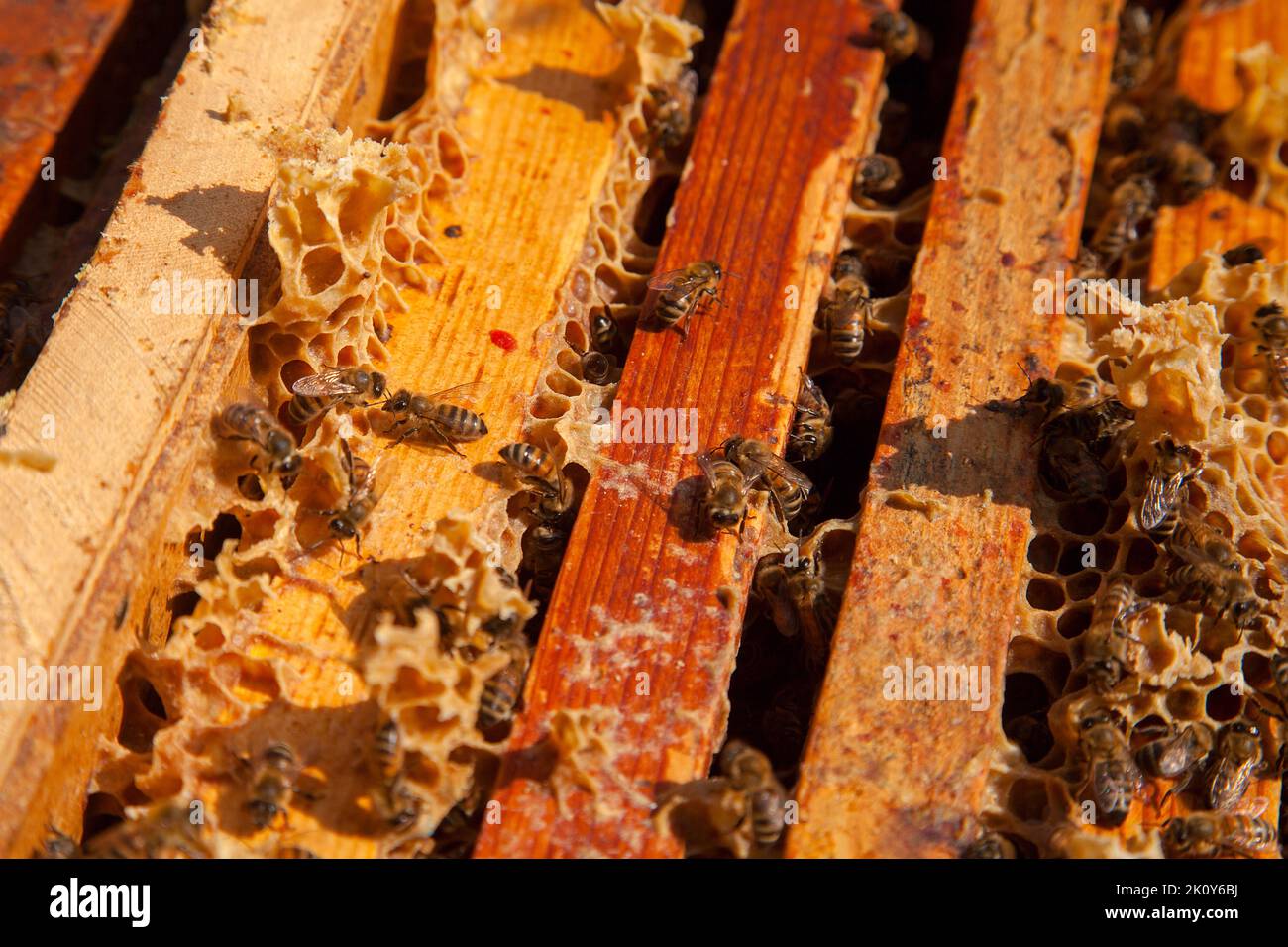 Frames of a beehive. Close up view of the opened hive body showing the ...