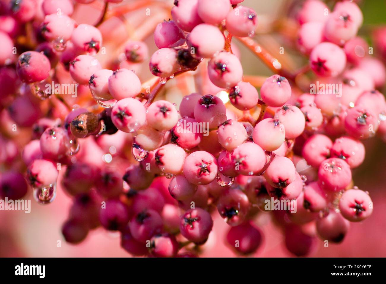 Mountain Ash Tree with Pink and White Berries (sorbus hupehensis Stock ...