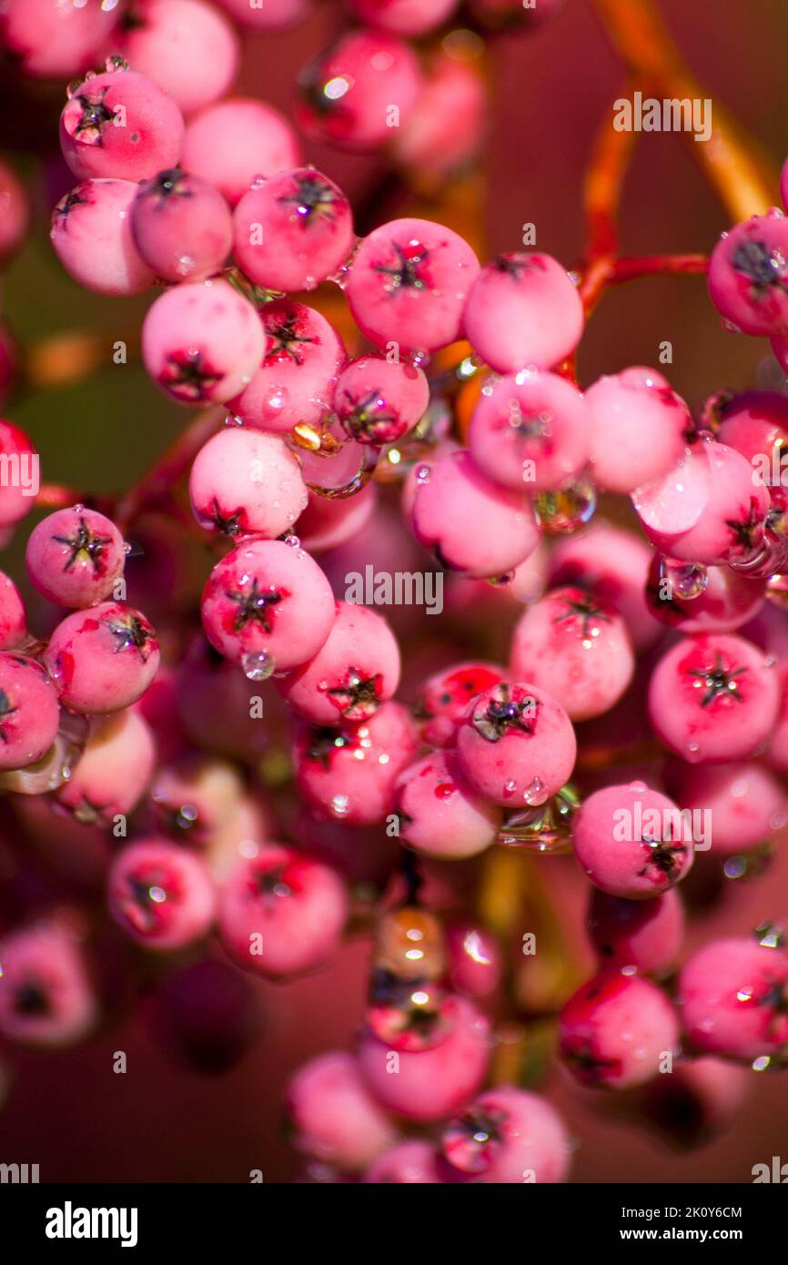 Mountain Ash Tree with Pink and White Berries (sorbus hupehensis Stock ...