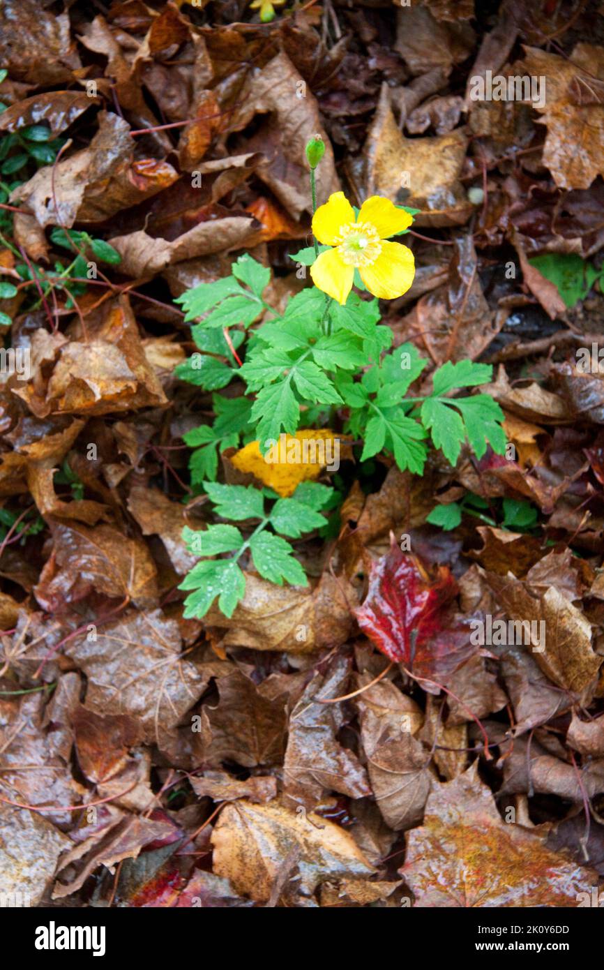 Evening Primrose (Oenothera) Flower growing in fallen Autumn Leaves ...