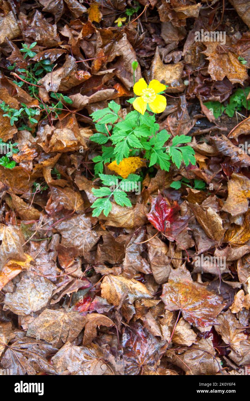 Evening Primrose (Oenothera) Flower growing in fallen Autumn Leaves ...