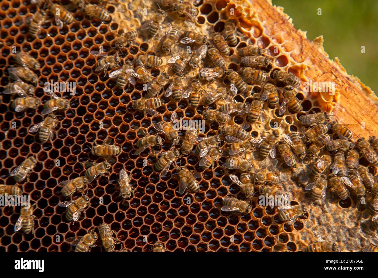 Frames of a beehive just taken from beehive with sweet honey. Busy bees ...