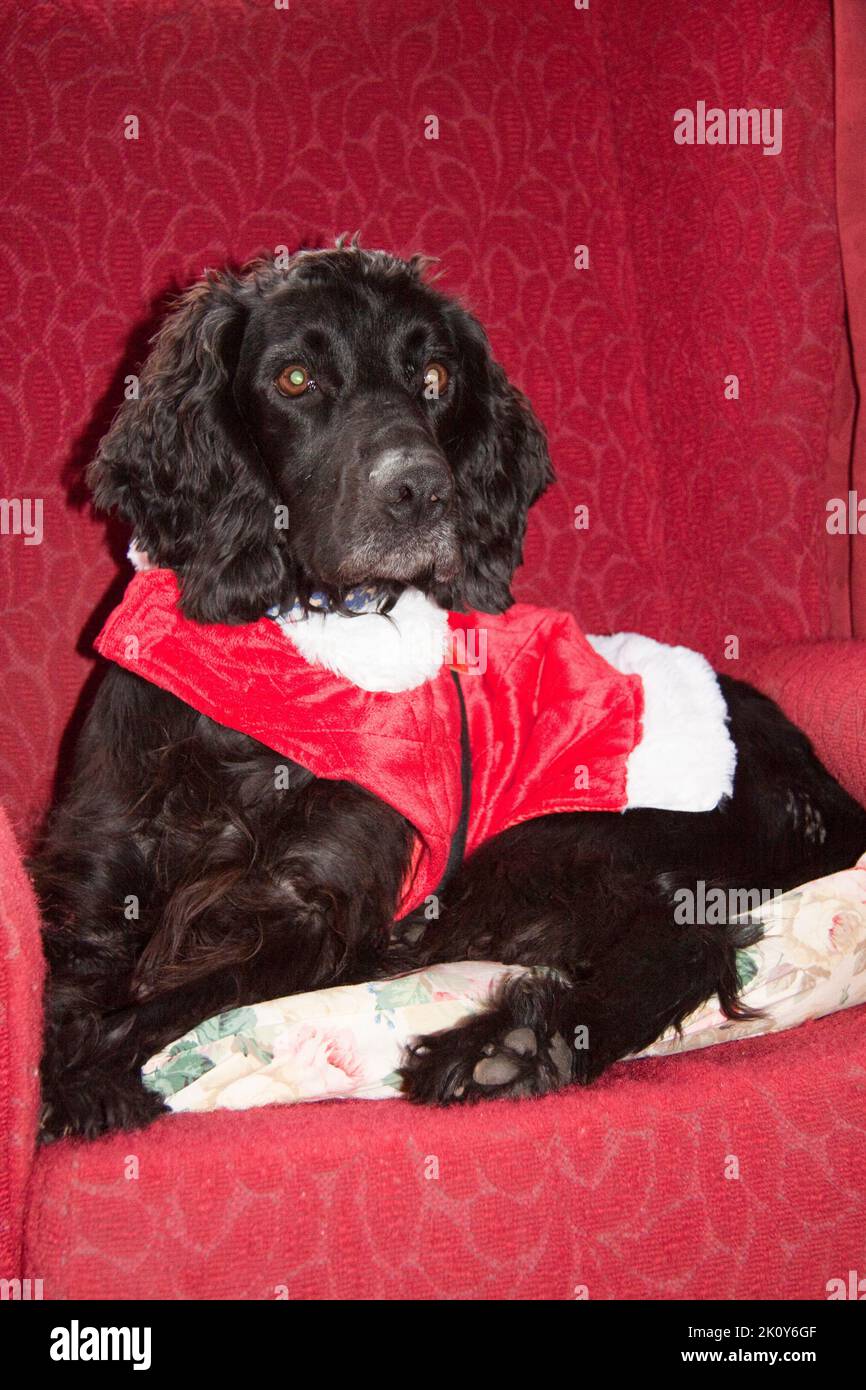 Cocker Spaniel Christmas Day Cotswolds Oxfordshire England uk Stock ...