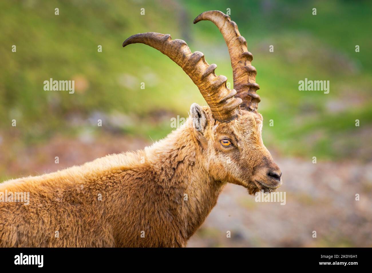 Ibex wild animal and mountain fauna, Gran Paradiso italian Alps, Italy ...