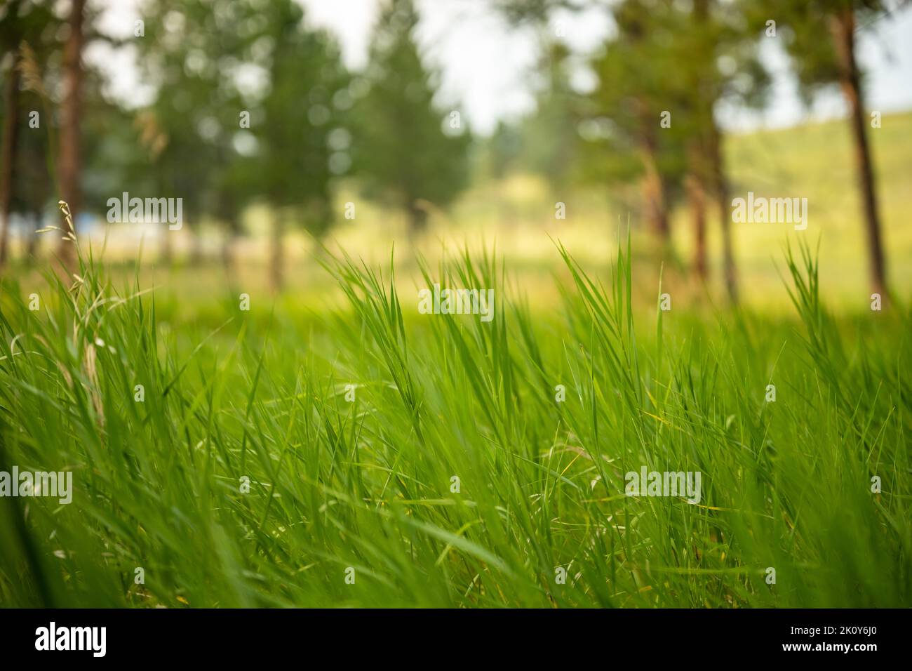 Looking Through Thick Grasses With Pines In The Distance in Wind Cave ...