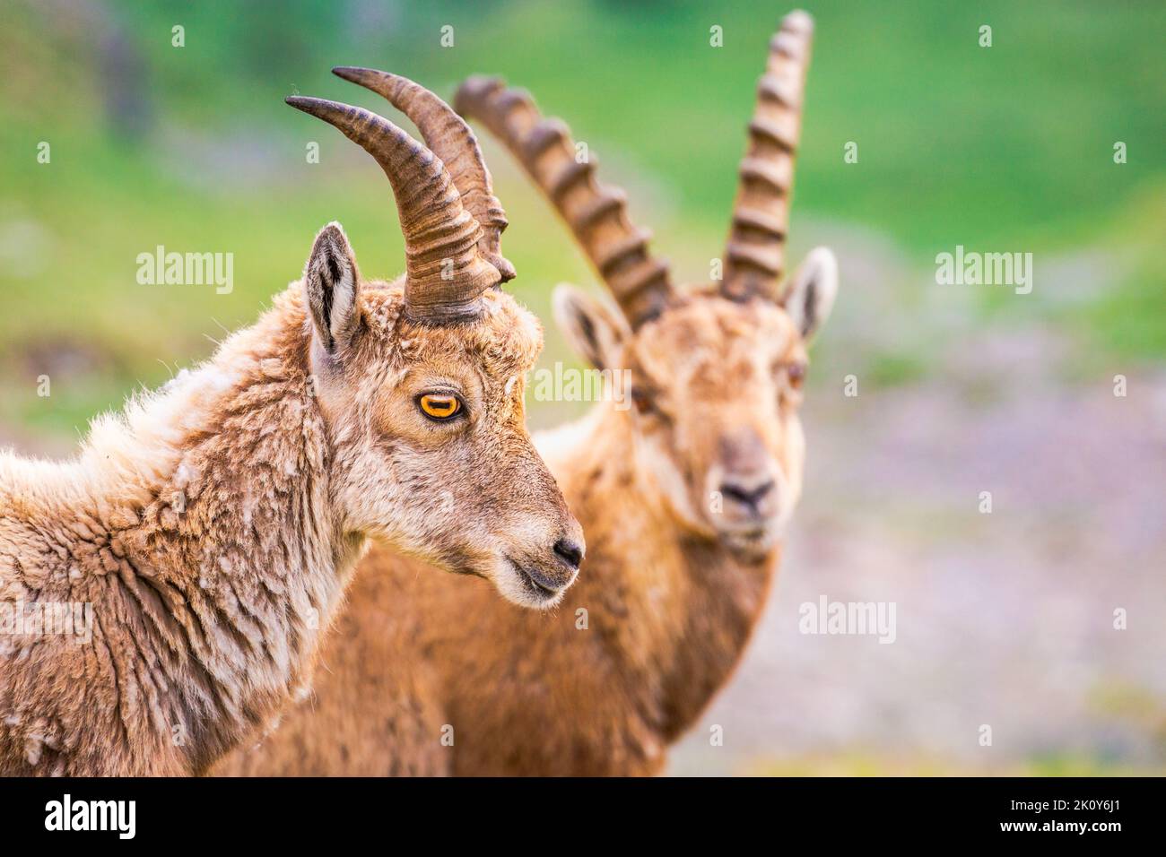 Ibex wild animal and mountain fauna, Gran Paradiso italian Alps, Italy ...