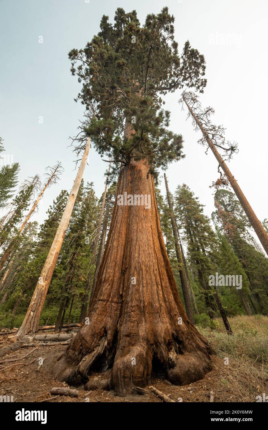 Sequoia national park rock tunnel hi-res stock photography and images ...
