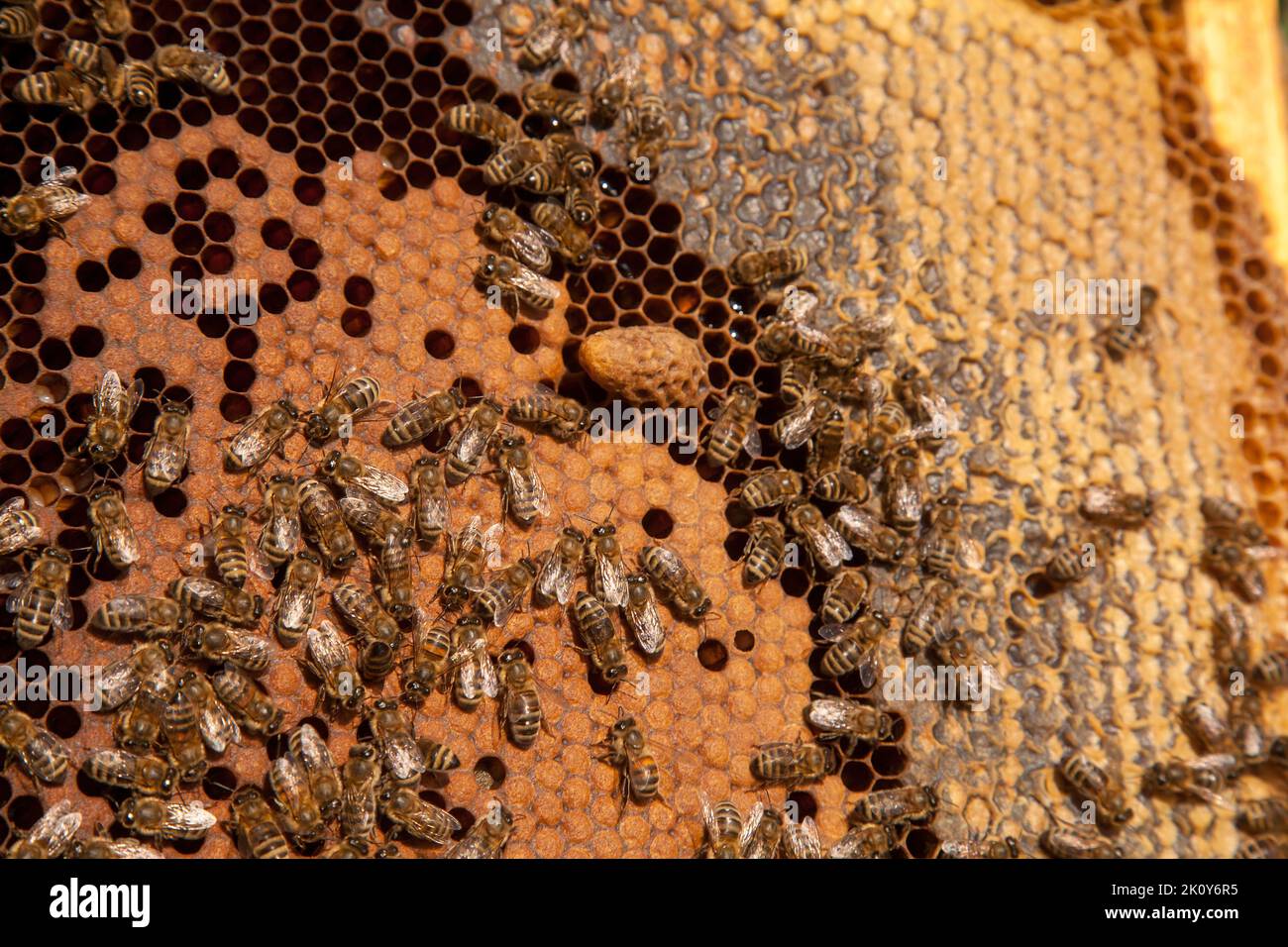 Frames of a beehive. Close up view of big cell with young bee queen ...