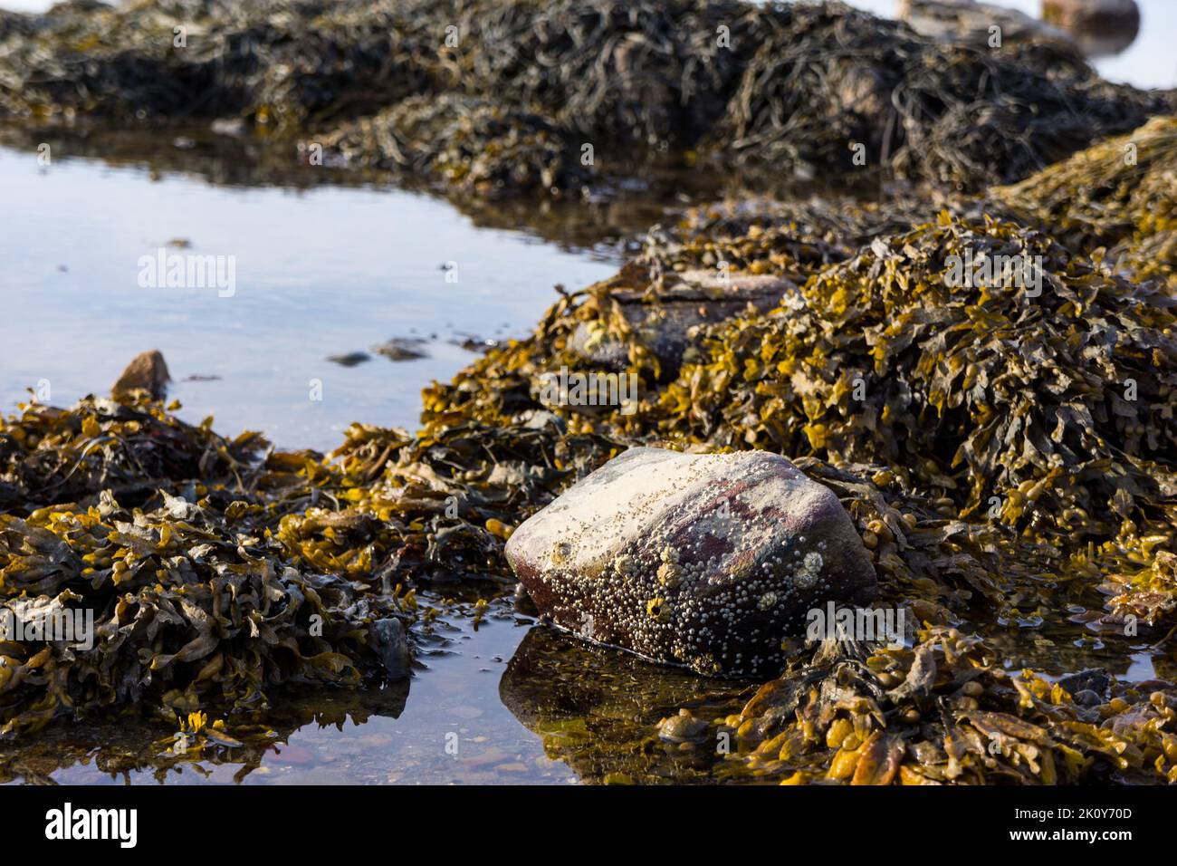Image of rocks covered with seaweed in a shallow tidal pool in the ...