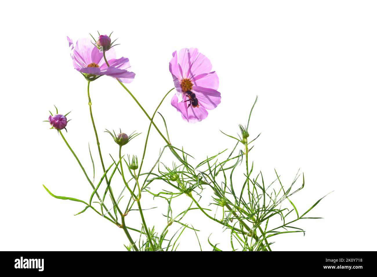 Pink cosmos flower with leaf isolated on white background included ...