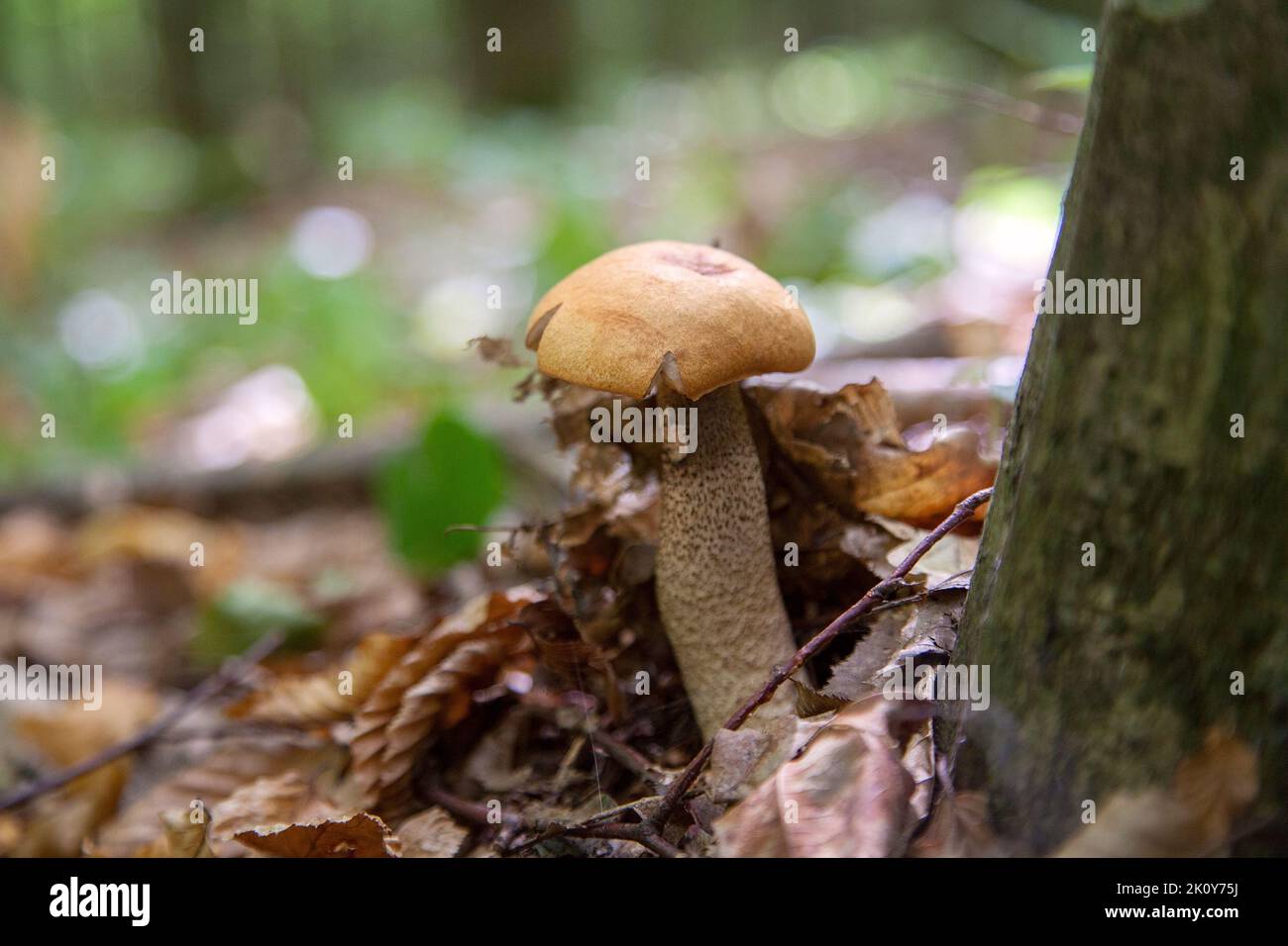 Orange cap boletus. Crop of forest edible mushrooms. A young boletus ...