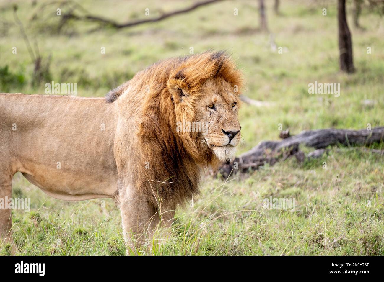 Kenya, Naibosho, 2022-02-12. A lion in the savanna. Photograph by ...