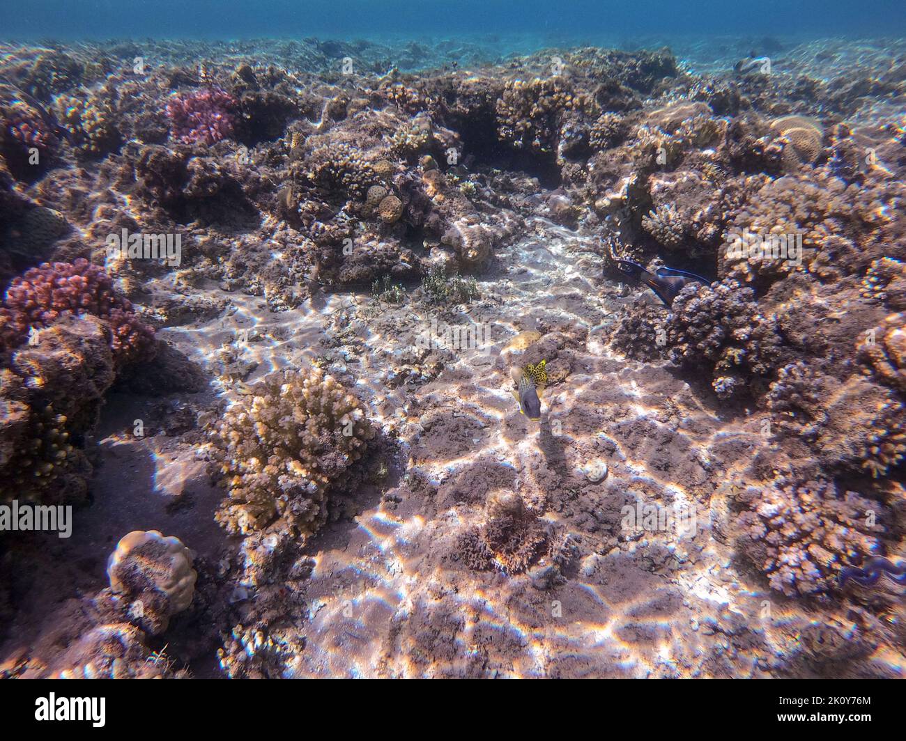 Close up view of Colorful tropical blackspotted rubberlip fish or ...
