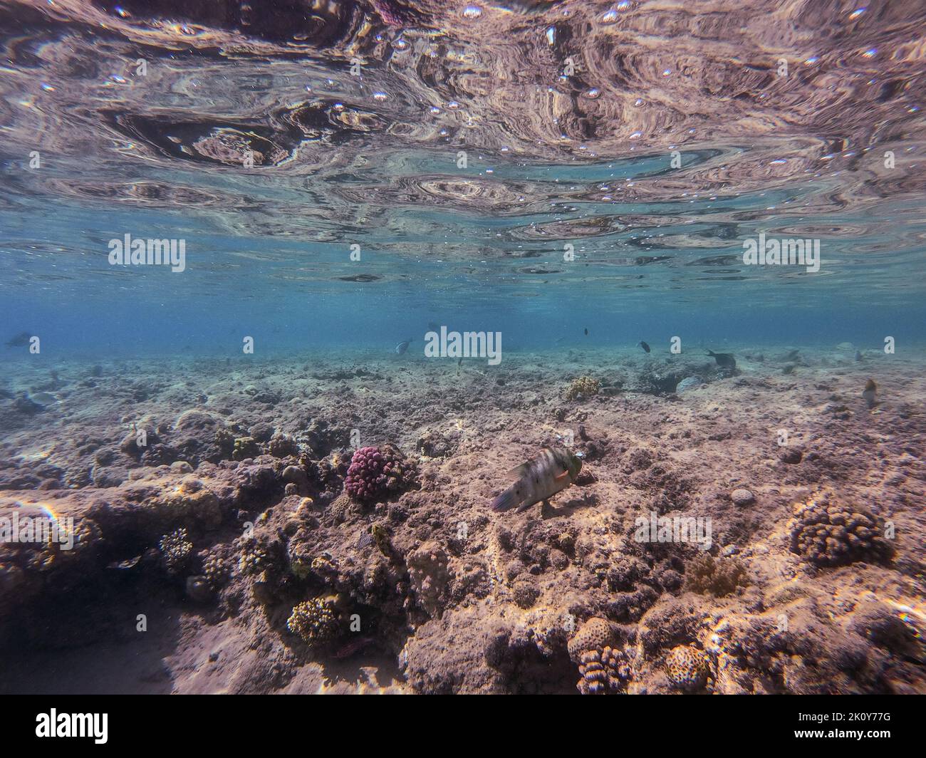 Close up view of tropical big broomtail wrasse known as Cheilinus ...
