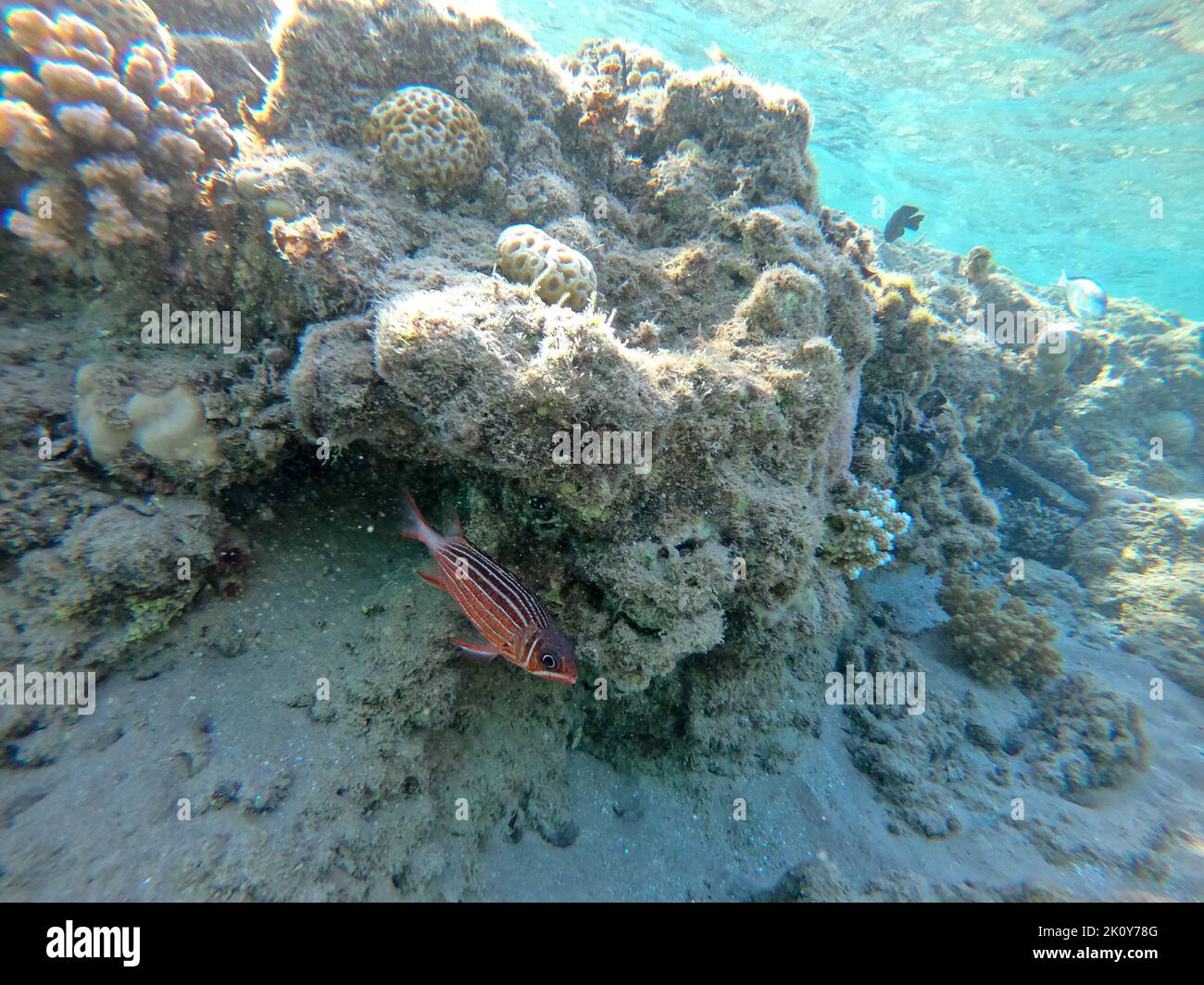 Crown squirrelfish known as Sargocentron diadema underwater at the ...