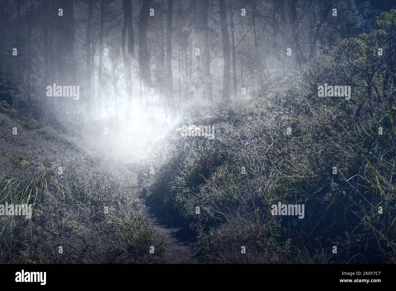Haunted forest with fog and dramatic scene background. Halloween ...