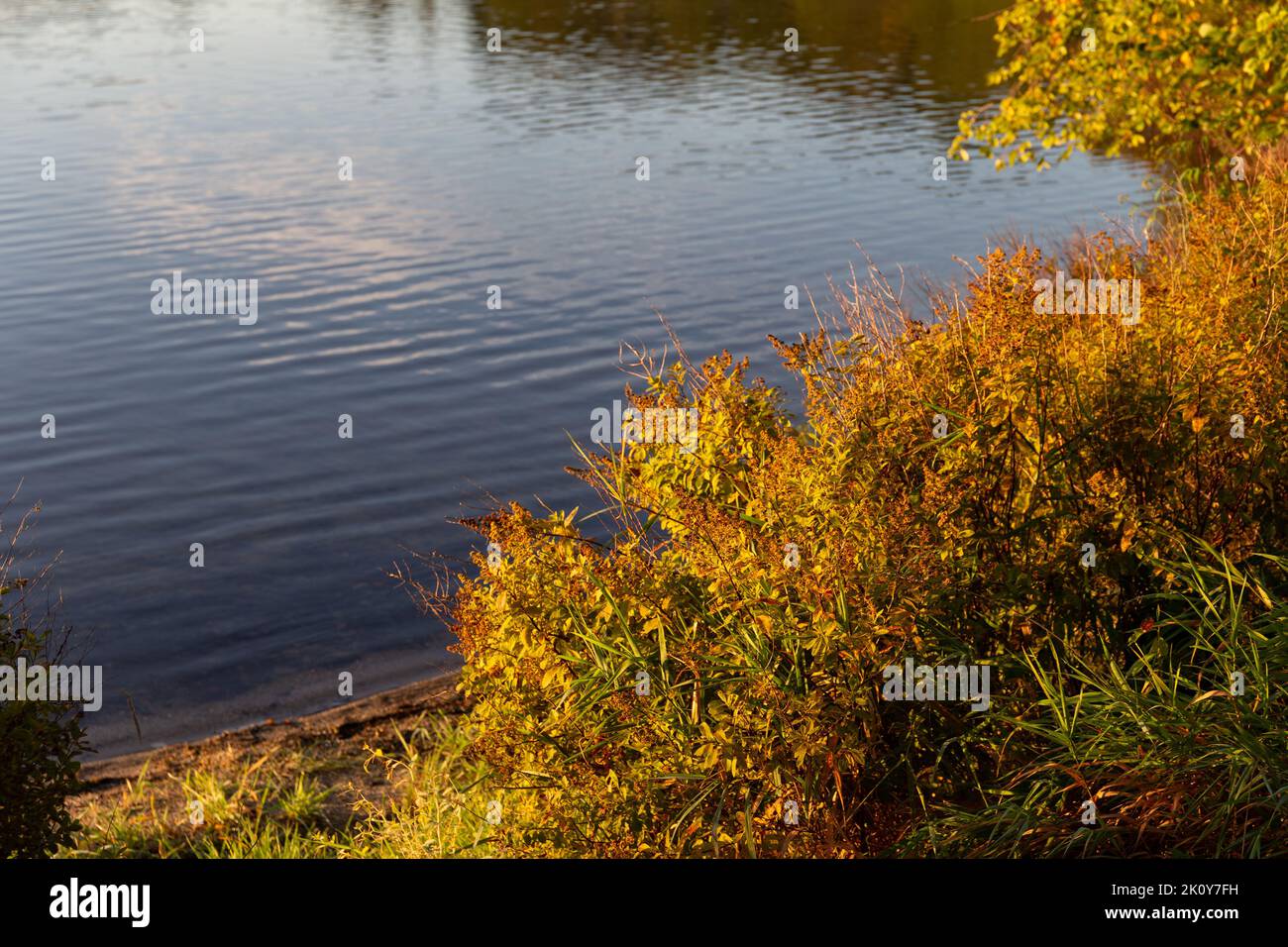 Swan Lake shoreline in Maine in the early fall Stock Photo - Alamy