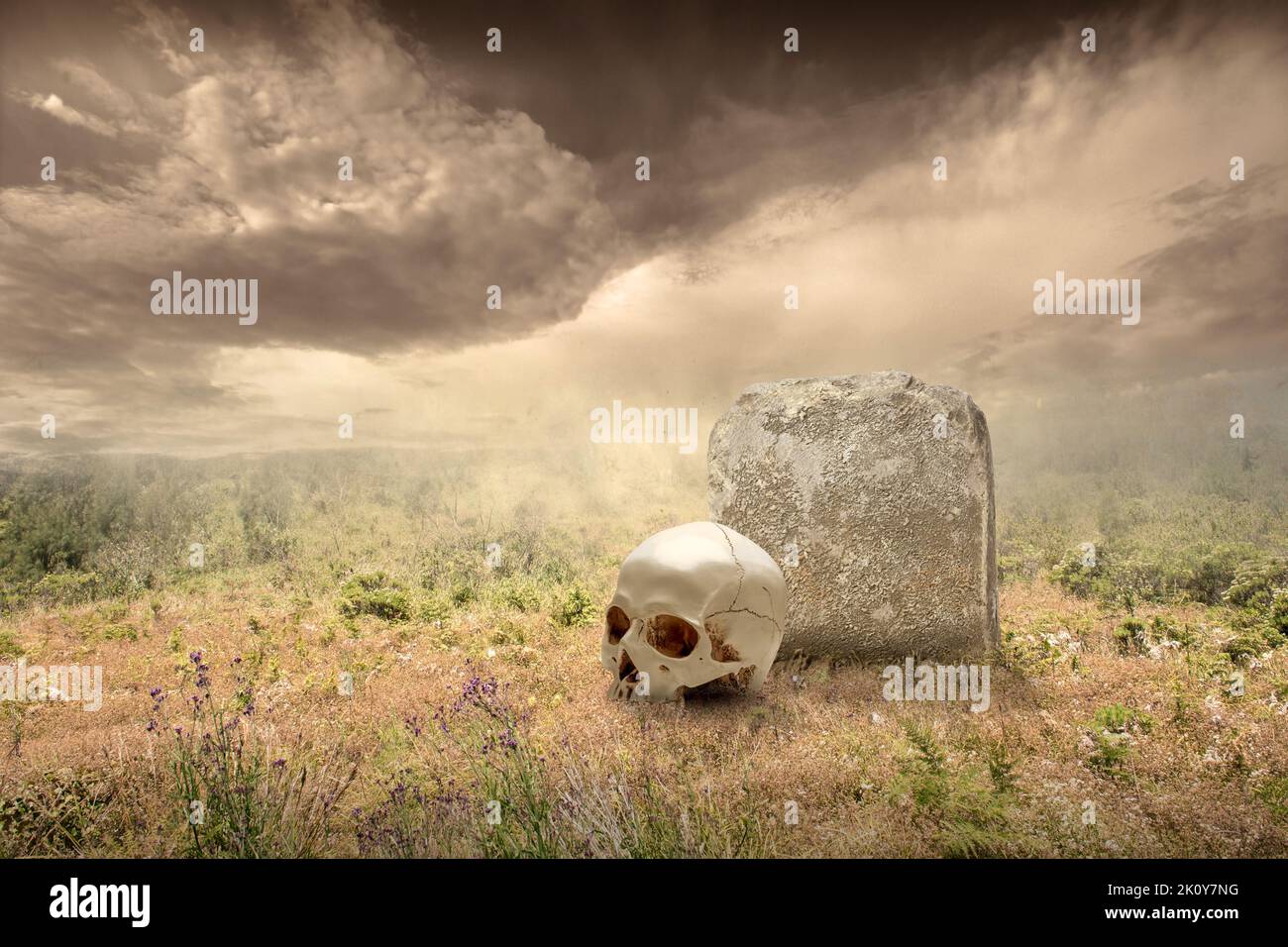 Human skull on the graveyard with the dramatic scene background Stock ...