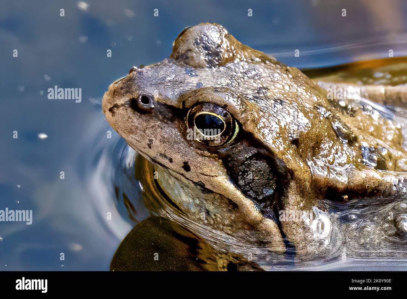 Tadpole frog in calm water hi-res stock photography and images - Alamy