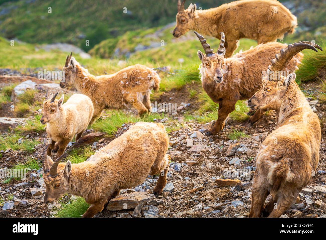 Ibex wild animal and mountain fauna, Gran Paradiso italian Alps, Italy ...
