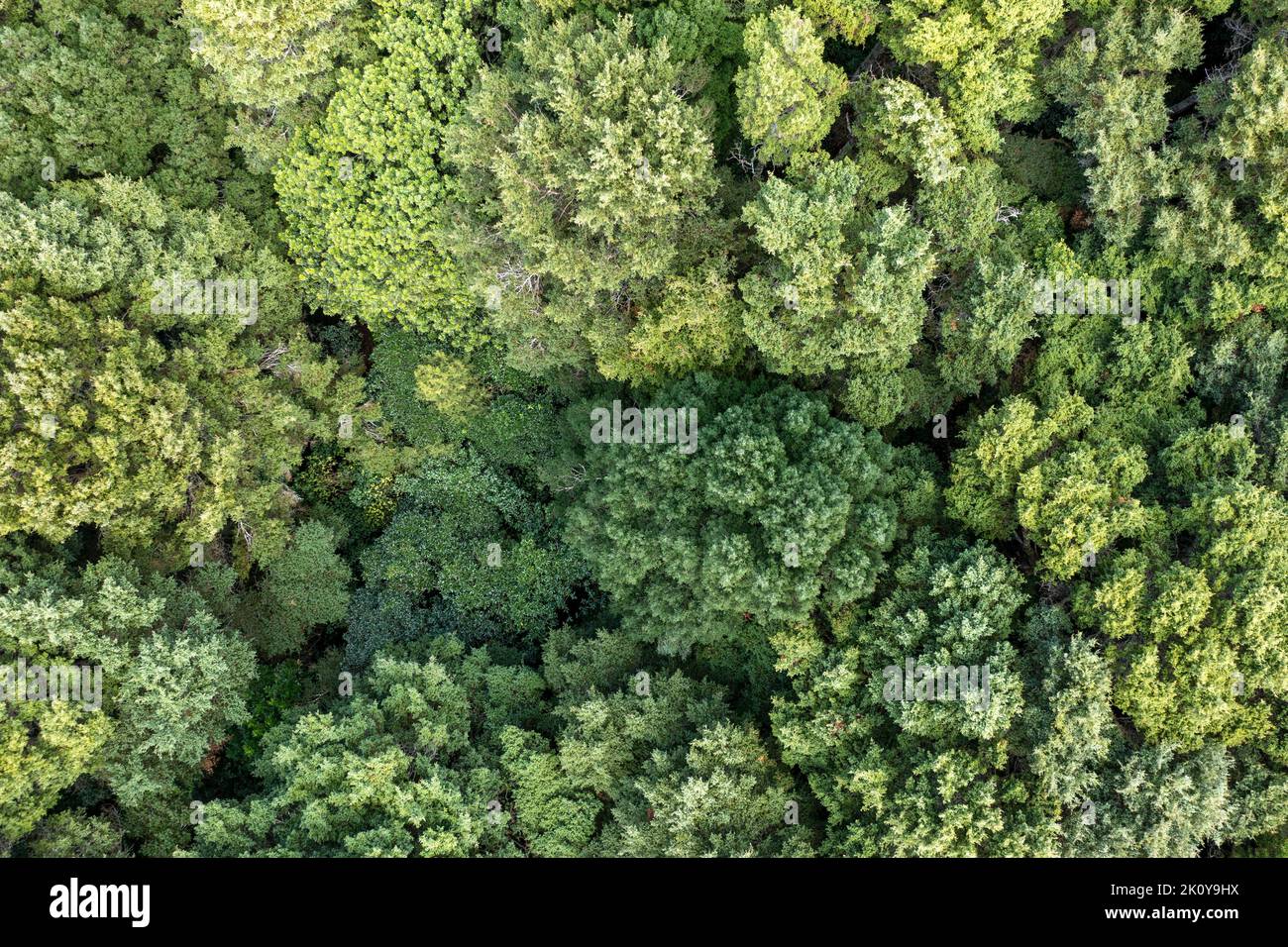 overhead shot of native trees in new zealand in a small forest block ...