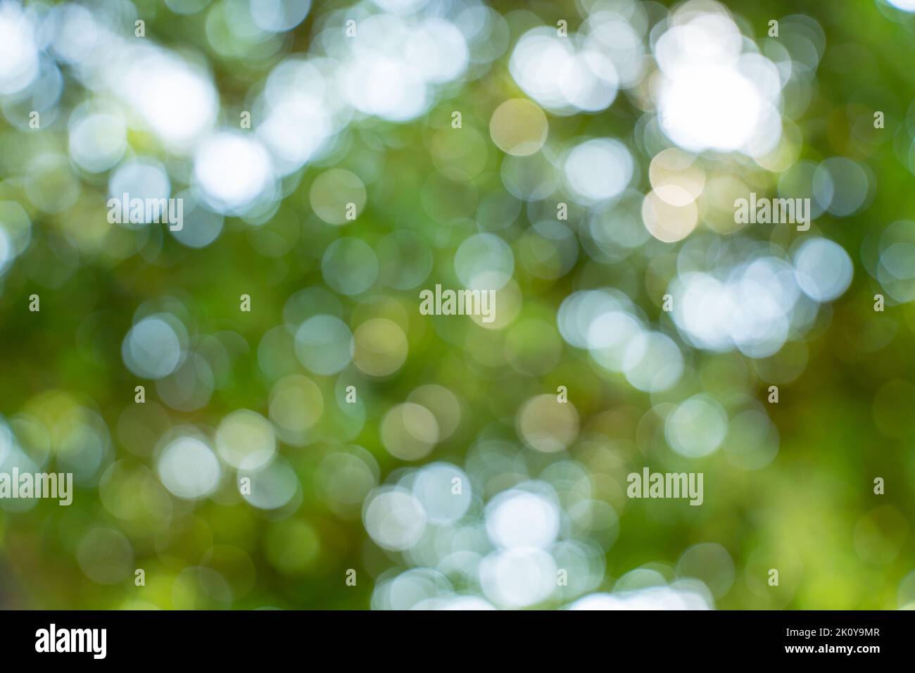 Abstract green nature bokeh background. blurred bokeh from natural leaves Stock Photo - Alamy