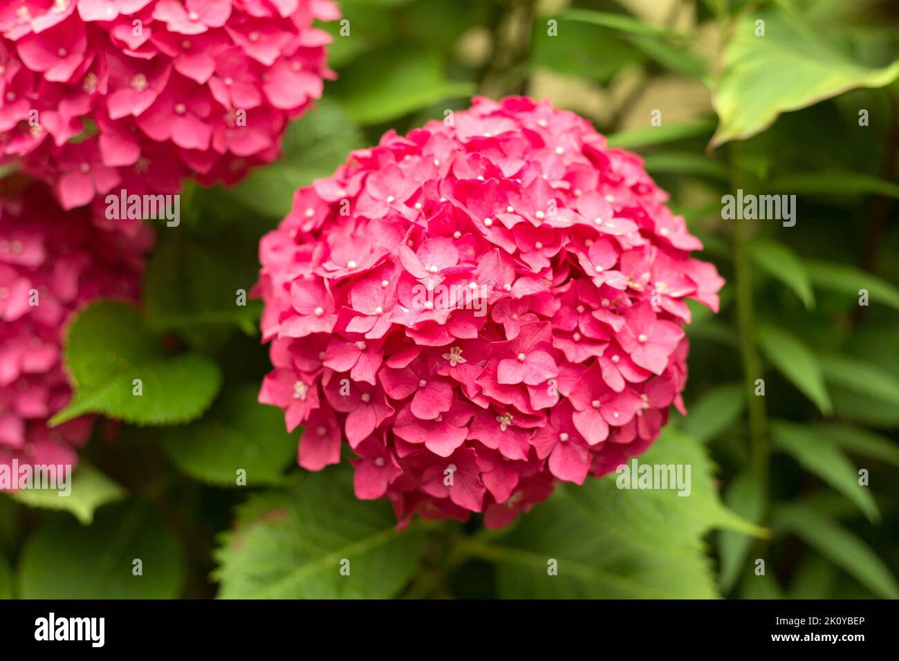 Close Up Light Pink Hortensia Fresh Flowers Blur Background Stock Photo ...