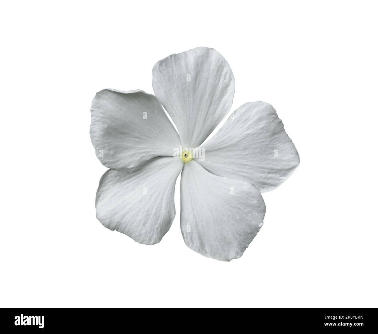 White periwinkle flower isolated on white background include clipping ...