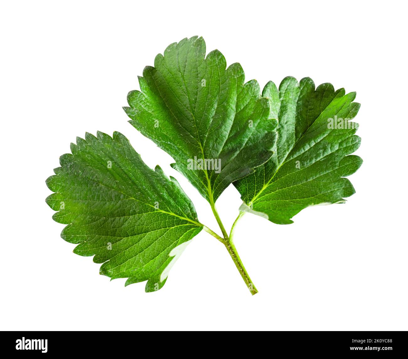 Strawberry leaves isolated on white background, Include clipping path ...