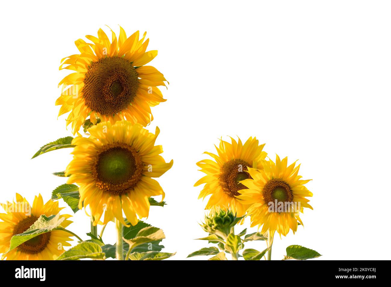 Sunflower isolated on white background include clipping path. Sunflower ...