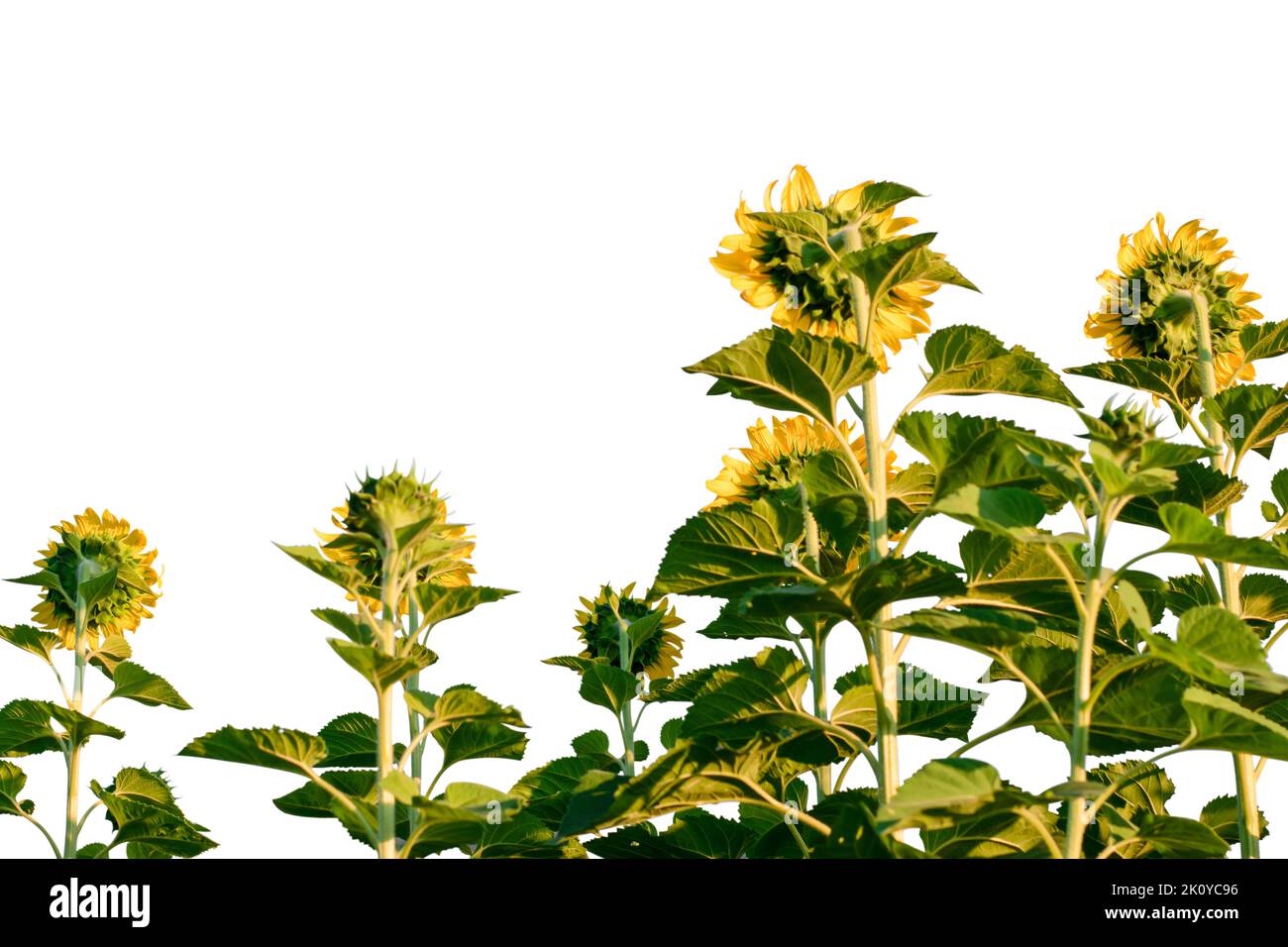 Sunflower field isolated on white background include clipping path ...