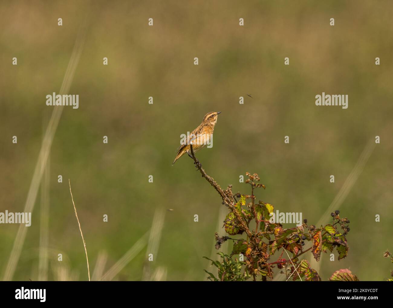 Juvenile female whinchat hi-res stock photography and images - Alamy