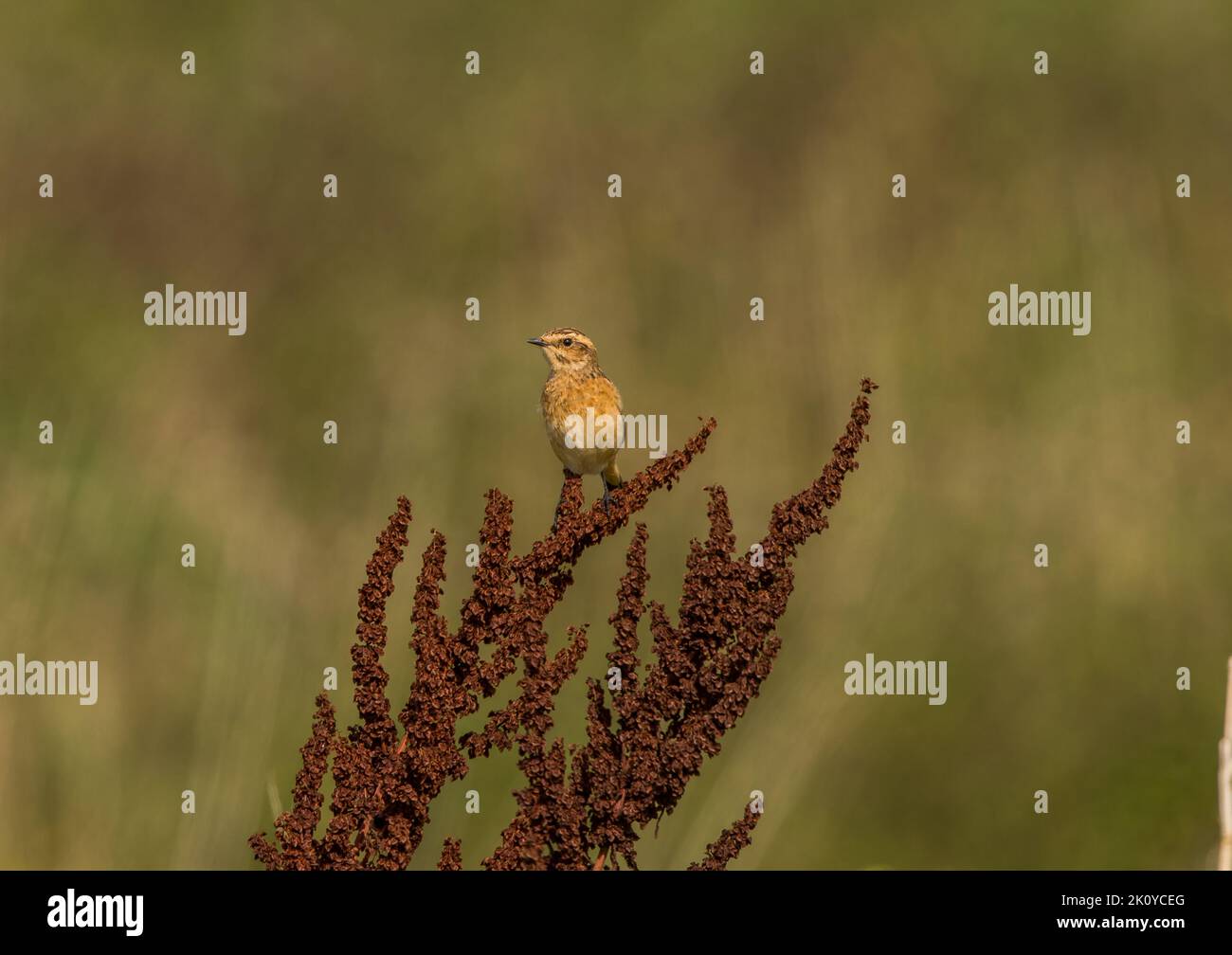 Juvenile female whinchat hi-res stock photography and images - Alamy