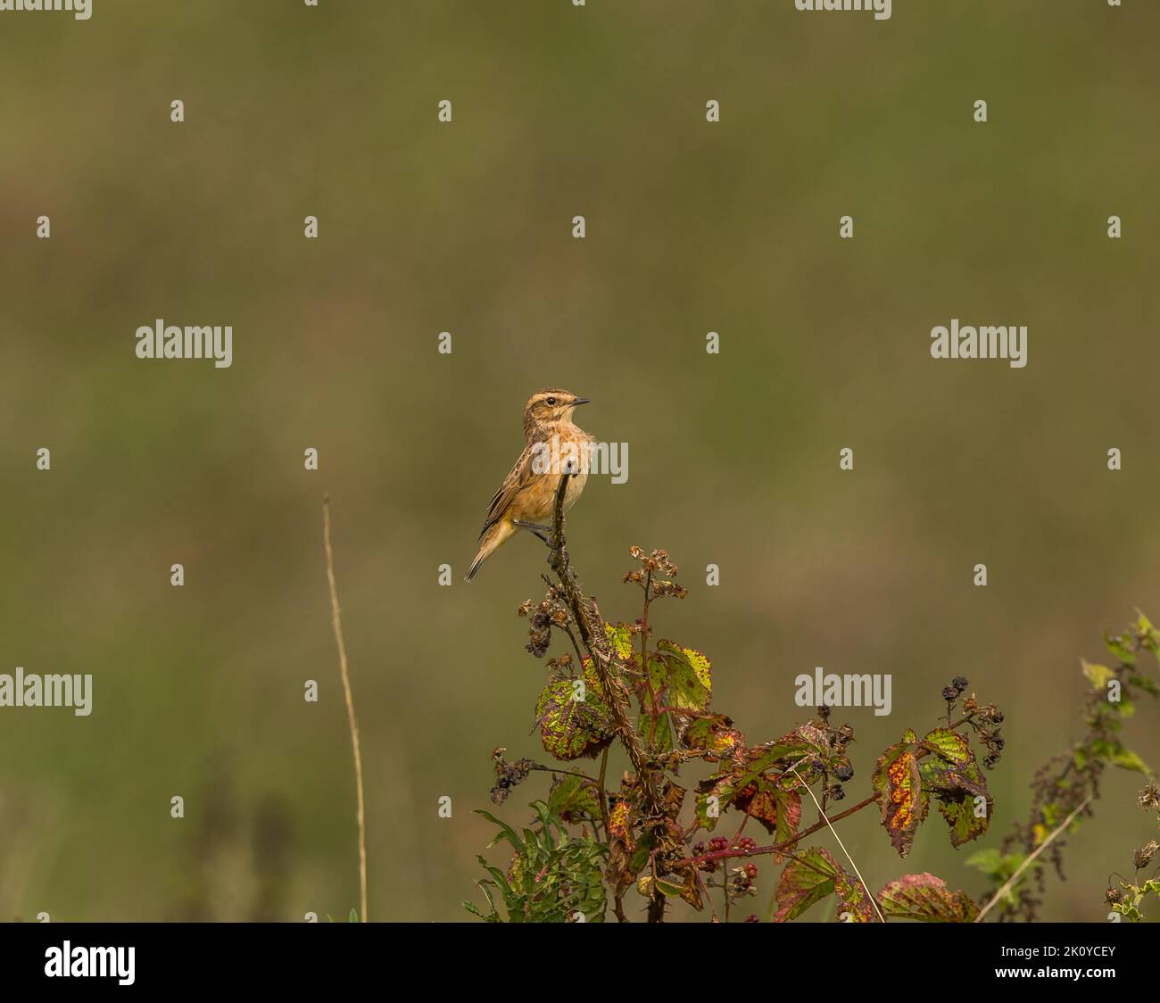 Juvenile female whinchat hi-res stock photography and images - Alamy