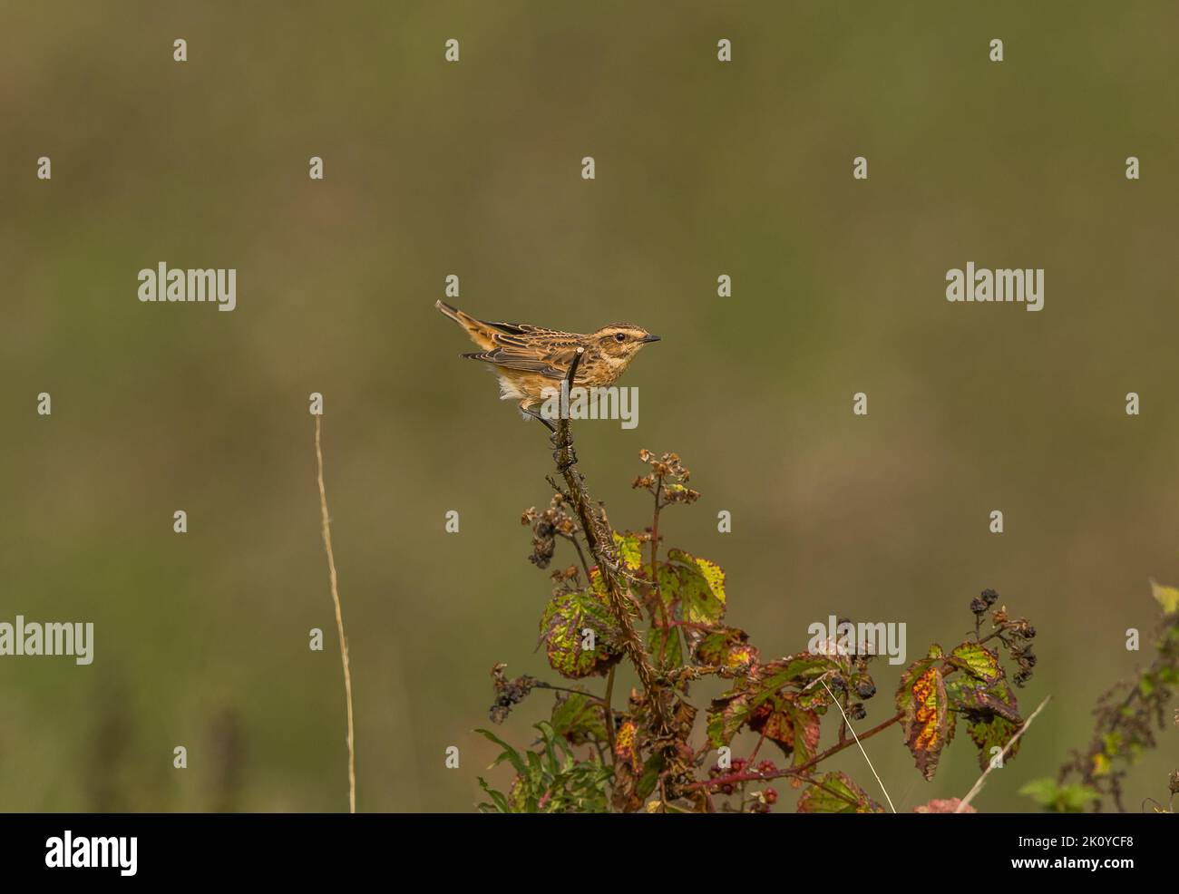Juvenile female whinchat hi-res stock photography and images - Alamy