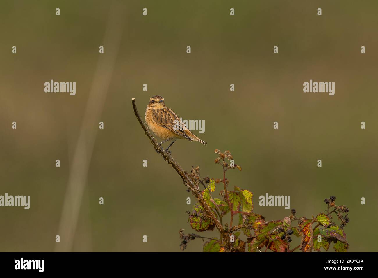 Whinchat trying to catch flying insect hi-res stock photography and ...