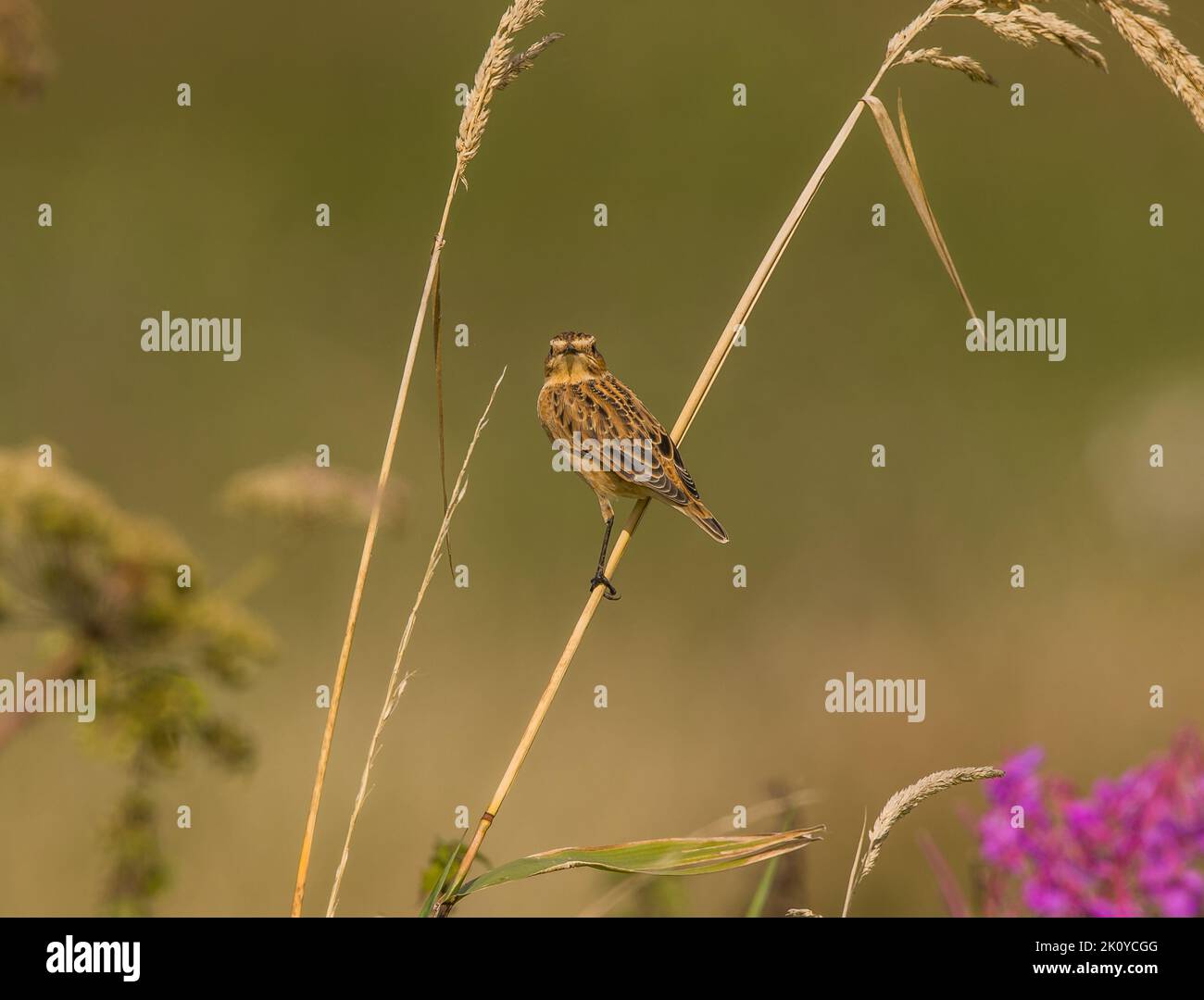 Juvenile female whinchat hi-res stock photography and images - Alamy