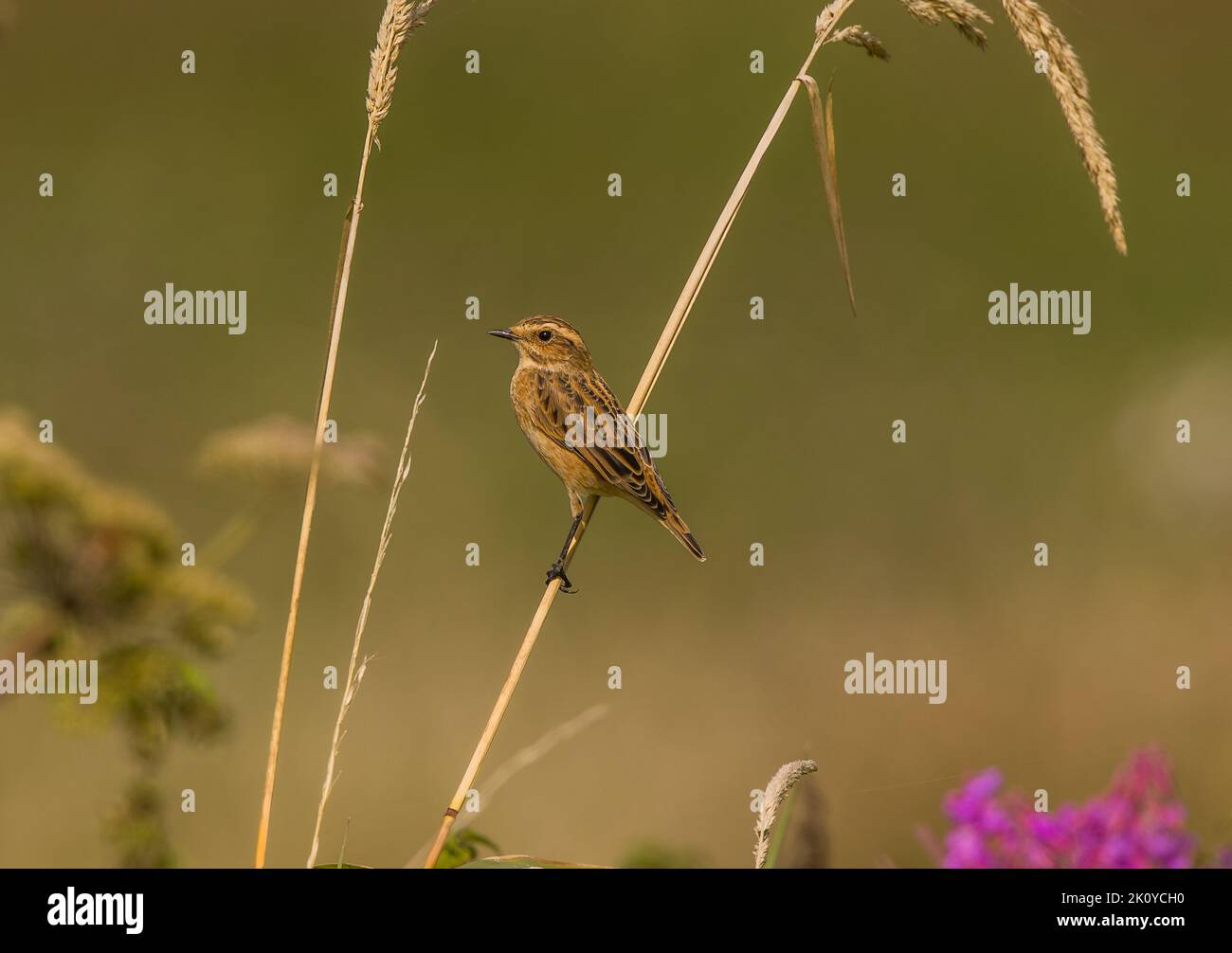 Juvenile female whinchat hi-res stock photography and images - Alamy