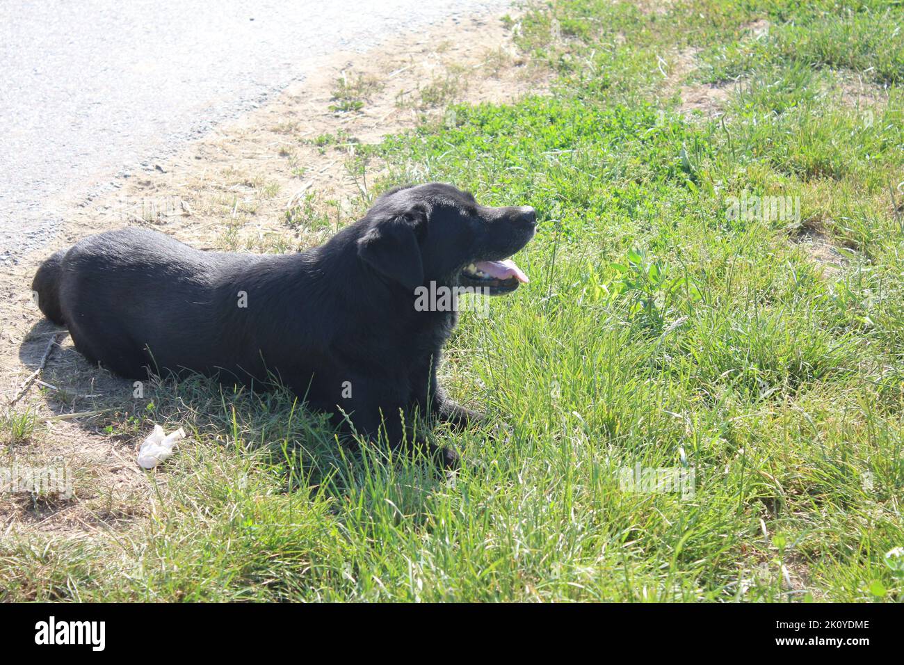 Labrador Retriever. Black dog. Animal photo. Mammal. Relaxing Pet ...