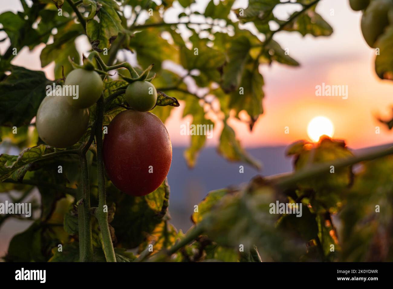 Beautiful ripe tomatoes hanging on the vine of a tomato tree in the ...