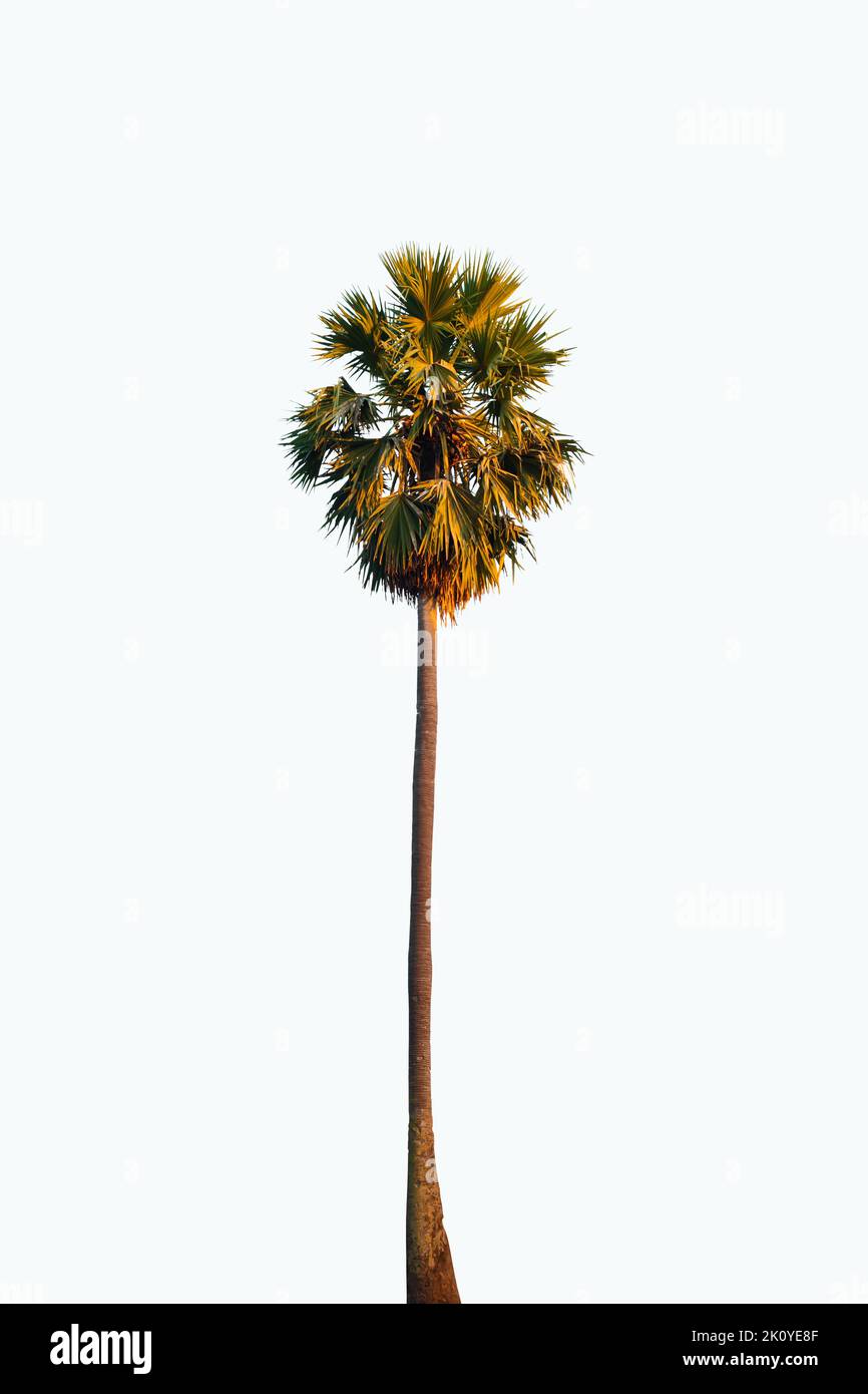 Palm tree isolated on white background clipping path included. (Sugar ...