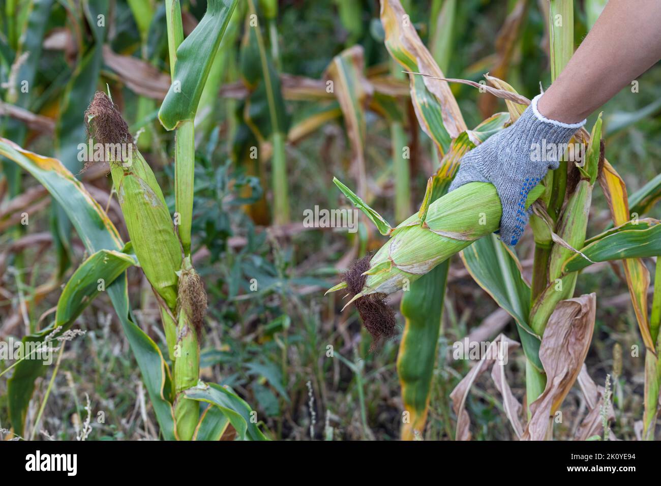 hand plucks a cob of fresh corn. hand tearing corn off the stalk ...