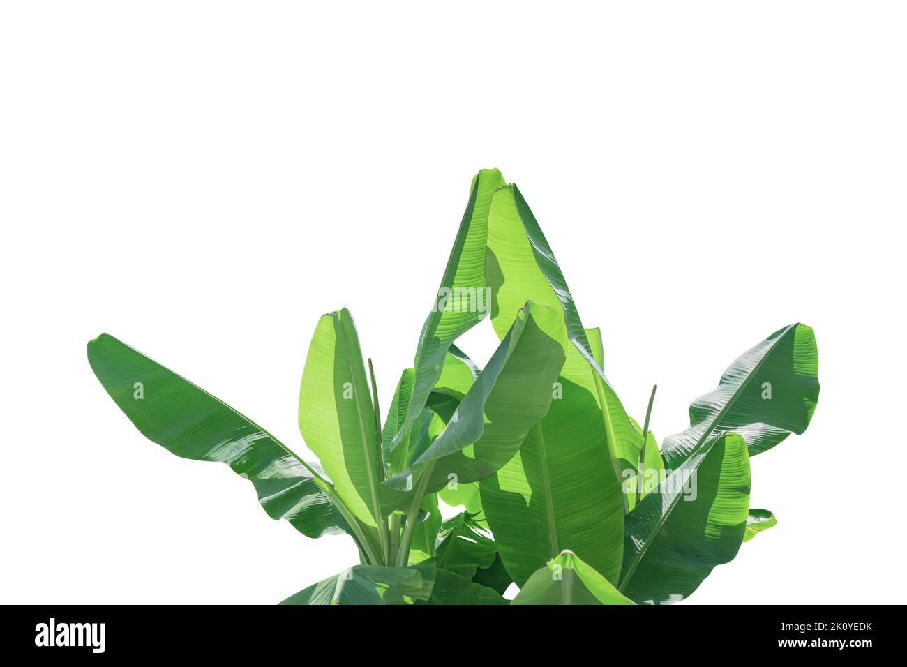 Banana leaves isolated on white background included clipping path ...