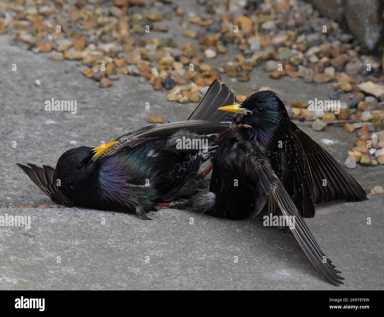 Starlings fighting hi-res stock photography and images - Alamy