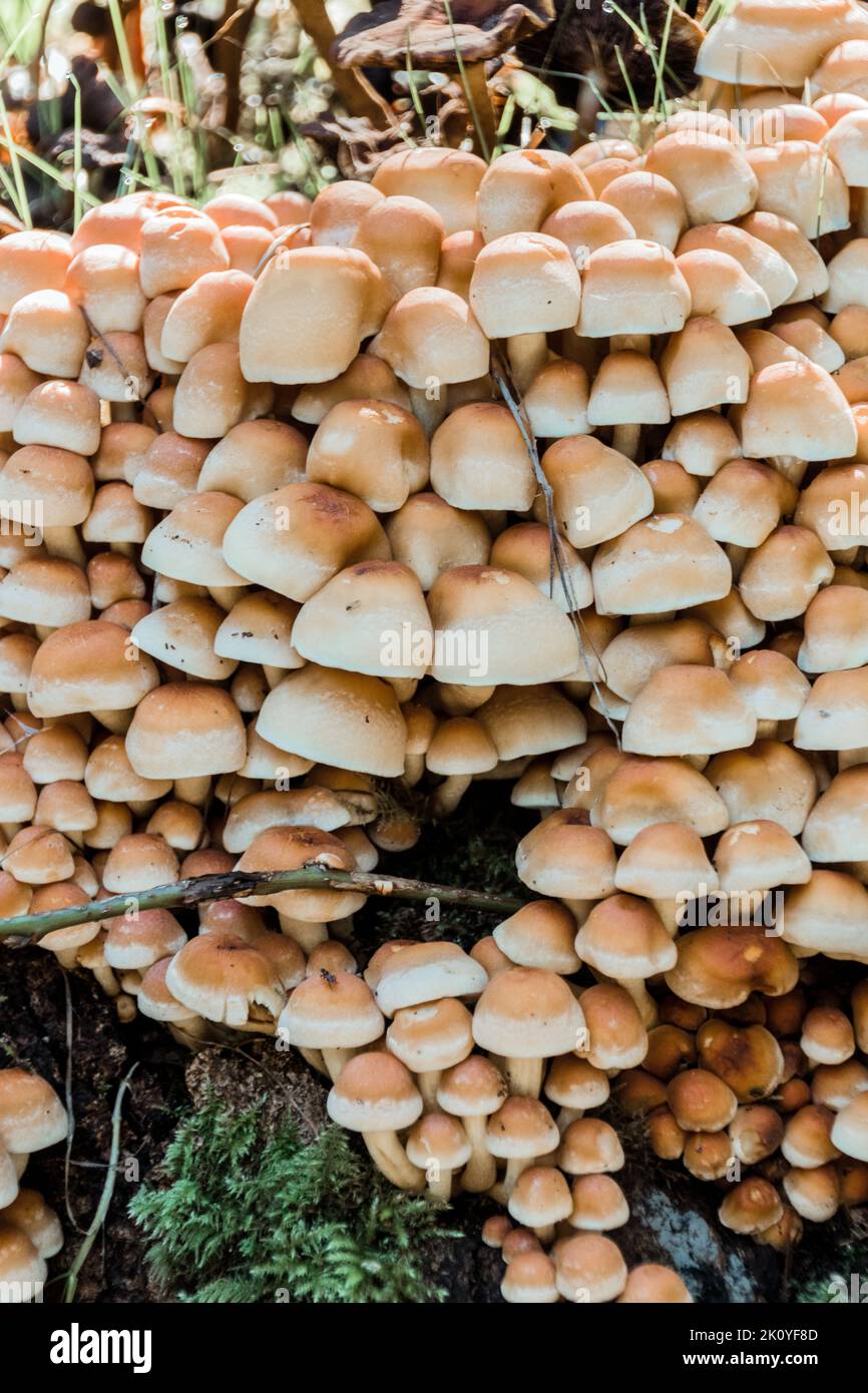 Mushrooms in forest Stock Photo - Alamy